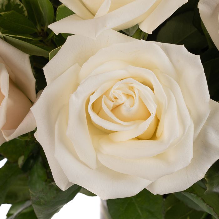 white roses